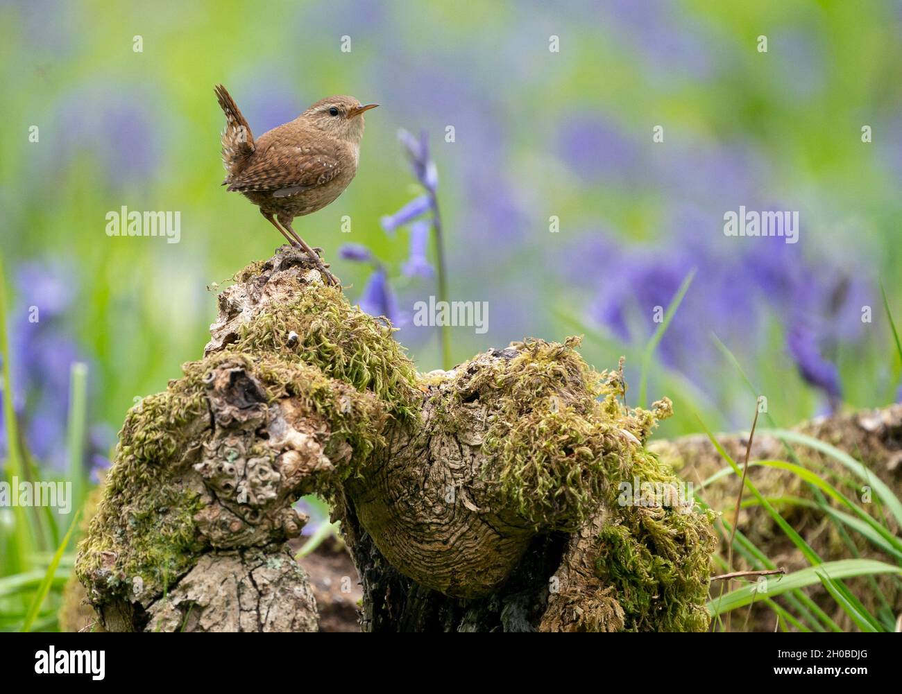 wren (Troglodytes troglodytes) perched on a log amongst bluebell ...