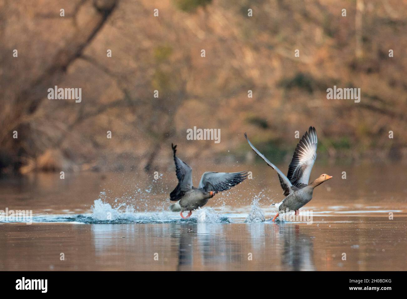Greylag goose (Anser anser) chasing each other on water, Alsace, France ...