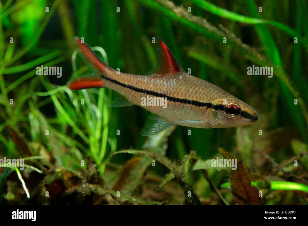 Janthochir barb (Cyclocheilichthys janthochir) in aquarium Stock Photo ...