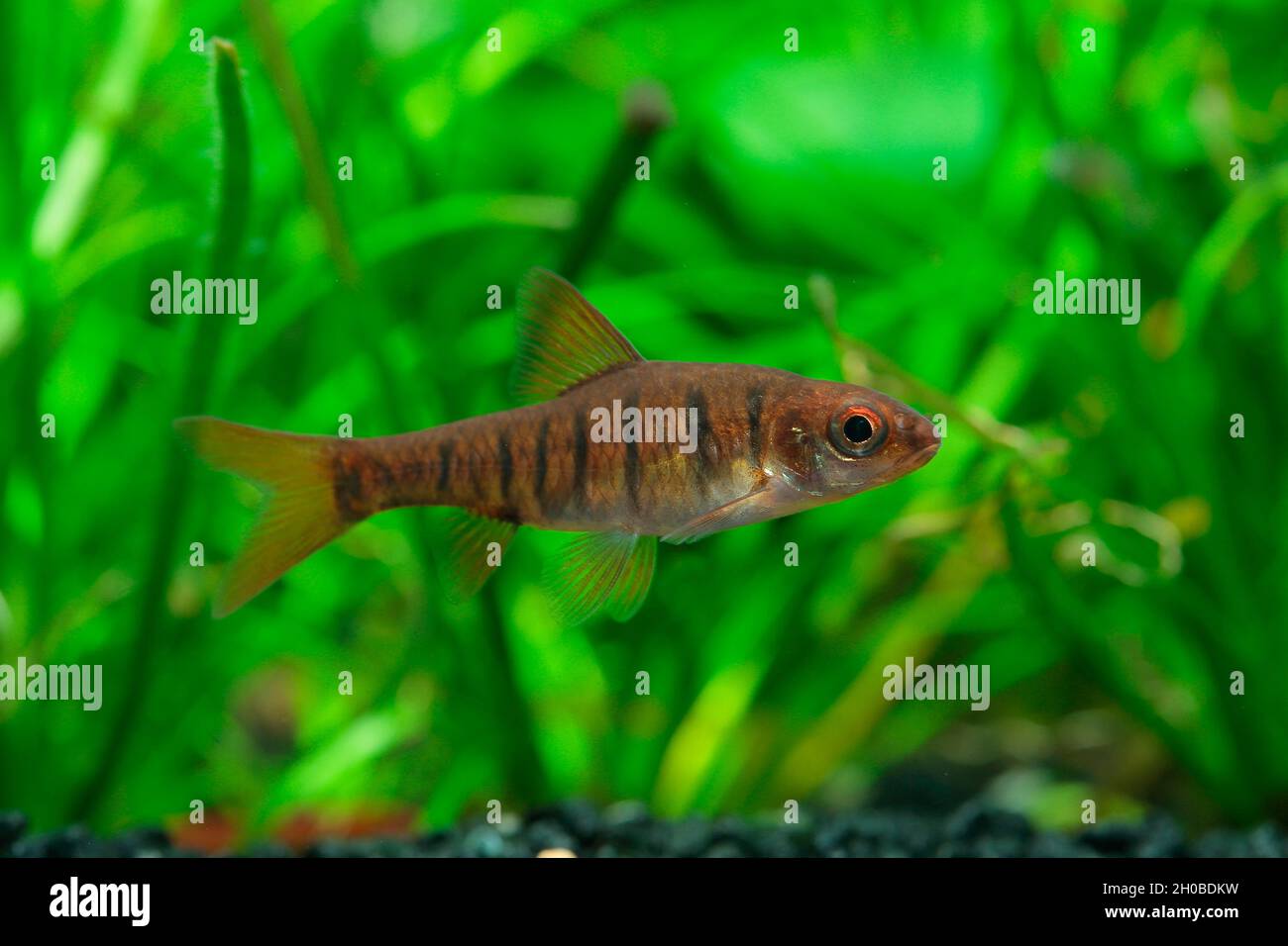 African banded barb (Enteromius fasciolatus) male in aquarium Stock ...