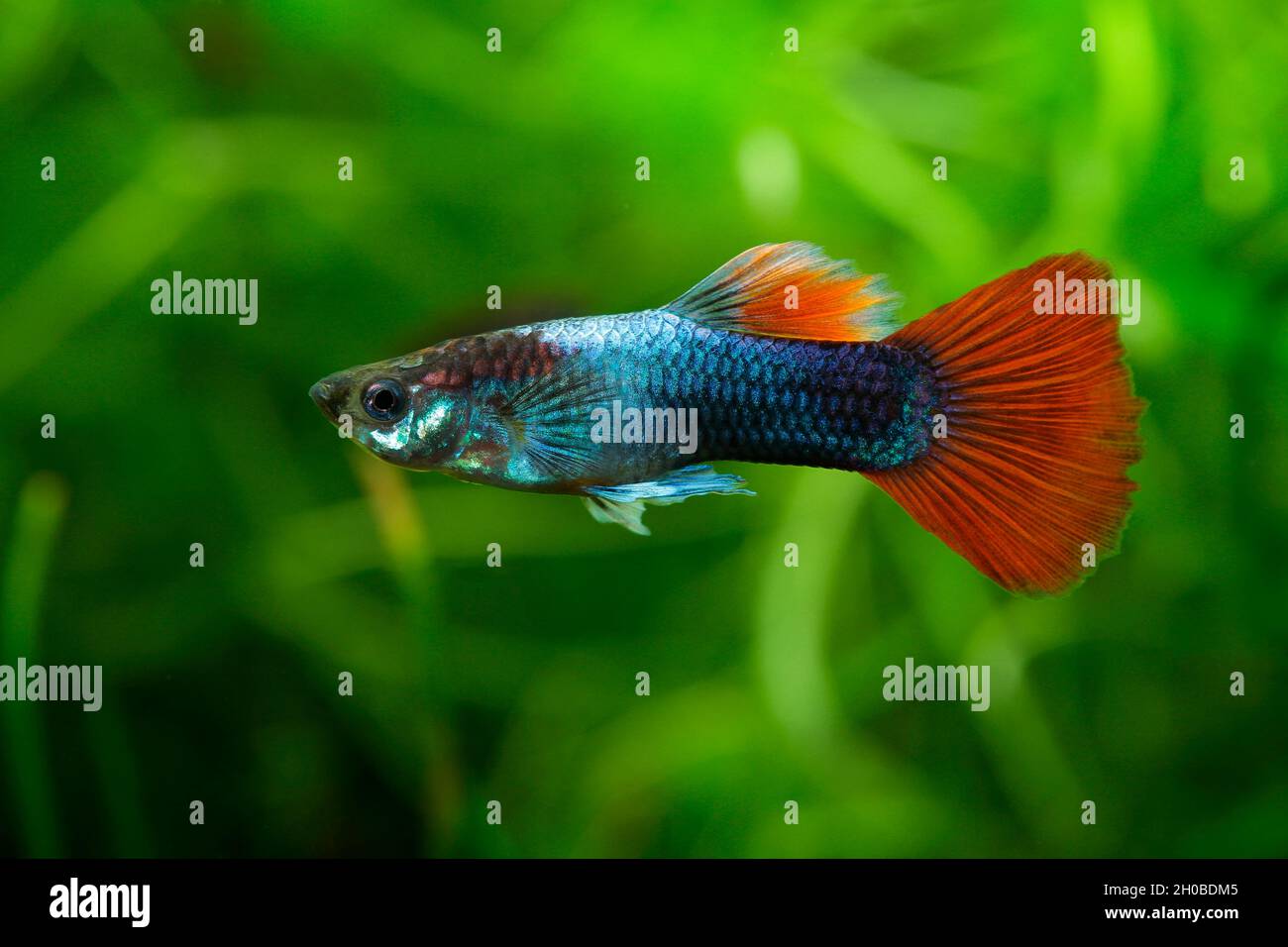 Guppy cobra tuxedo (Poecilia reticulata) male in aquarium Stock Photo ...