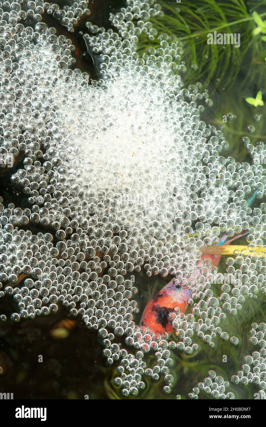 What Do Fighter Fish Eggs Look Like