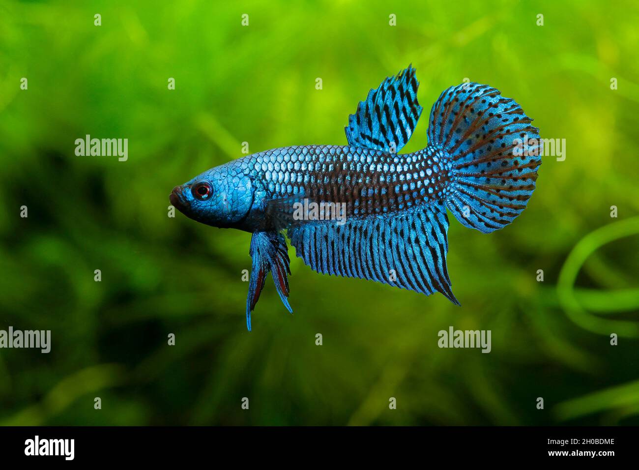 " Alien blue"Fighting Fish (Betta mahachaiensis) in aquarium Stock ...
