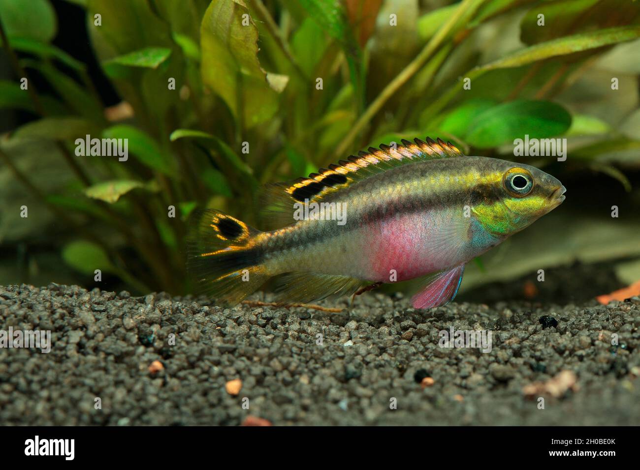 Kribensis (Pelvicachromis pulcher) coloured female in aquarium Stock ...