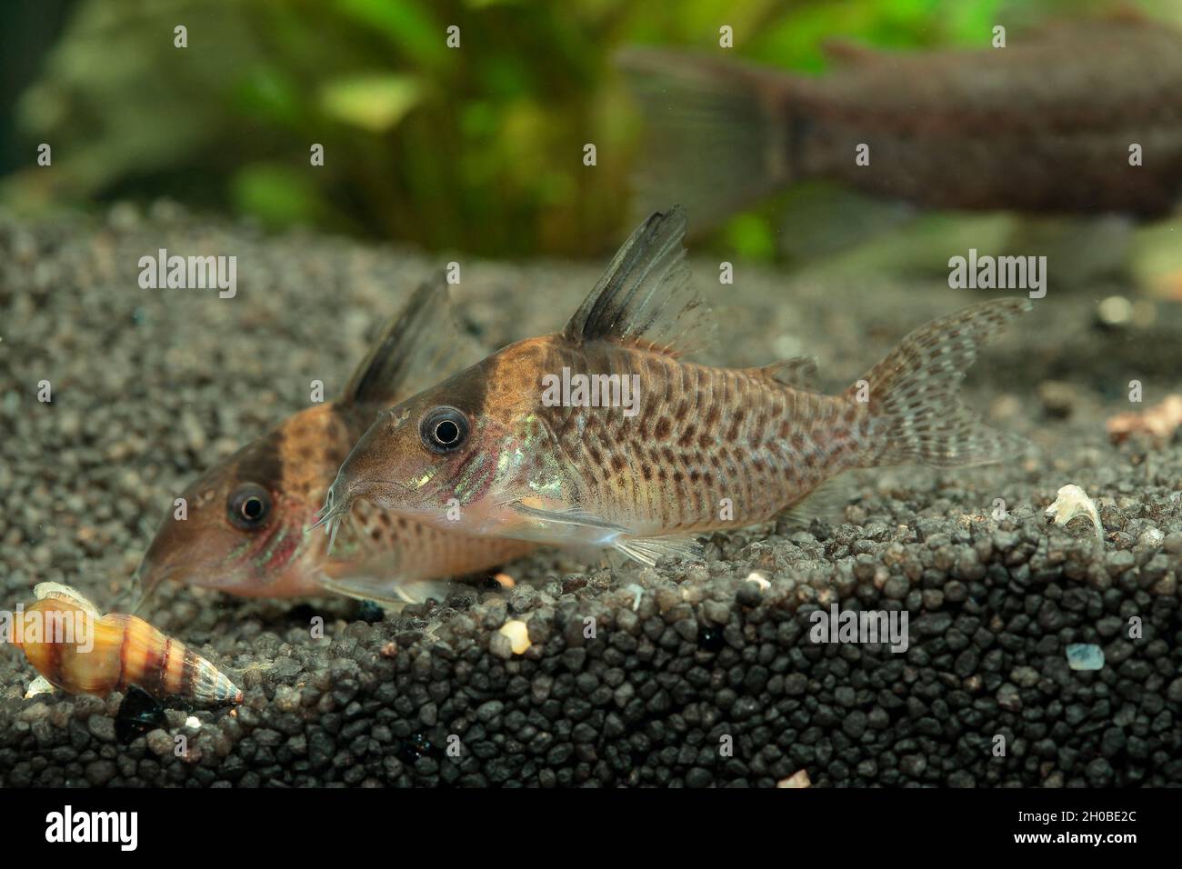 Spotted cory corydoras agassizii hi-res stock photography and images ...