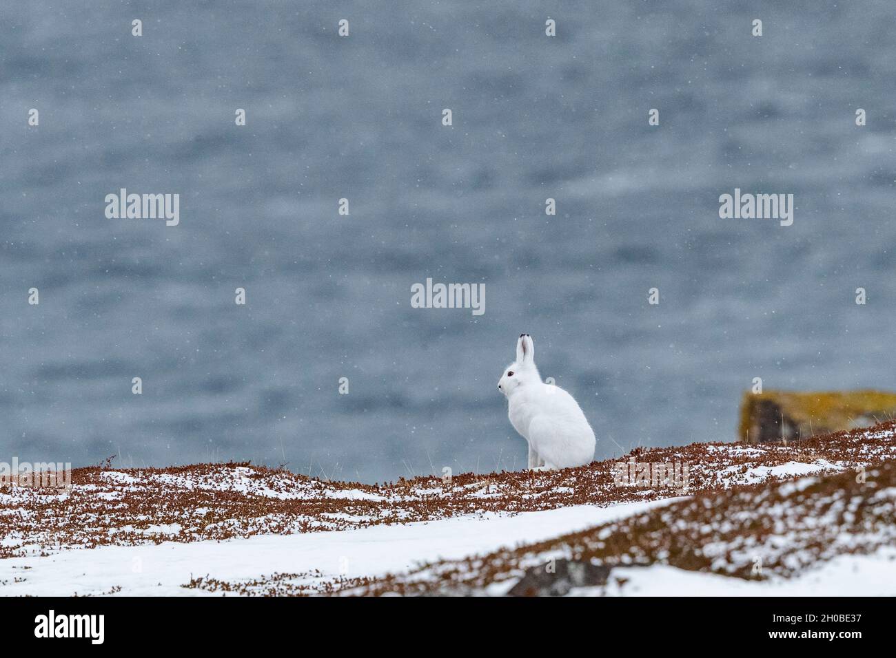 Tundra arctic hare hi-res stock photography and images - Alamy
