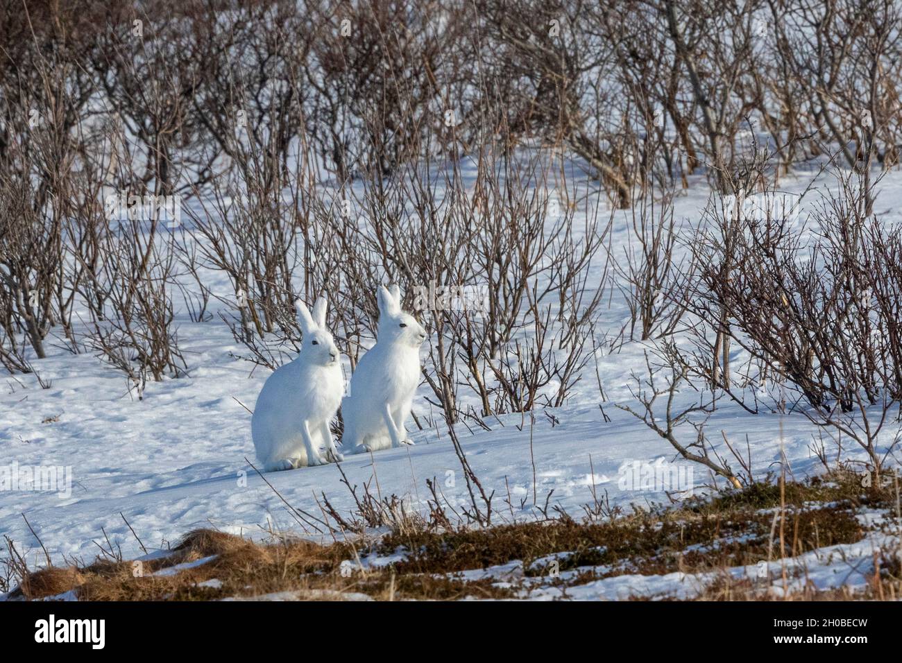 Arctic hare (Lepus arcticus), in the snow, Vadso, Varanger Fjord ...