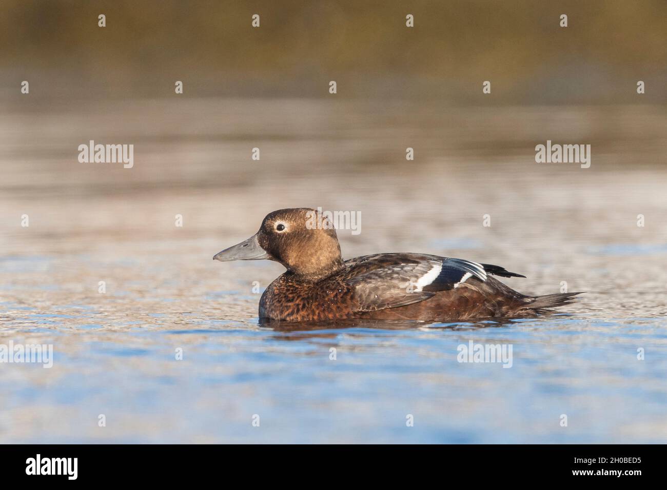 Steller's eider (Polysticta stelleri), female, Harbour of Vadso, Vads o ...