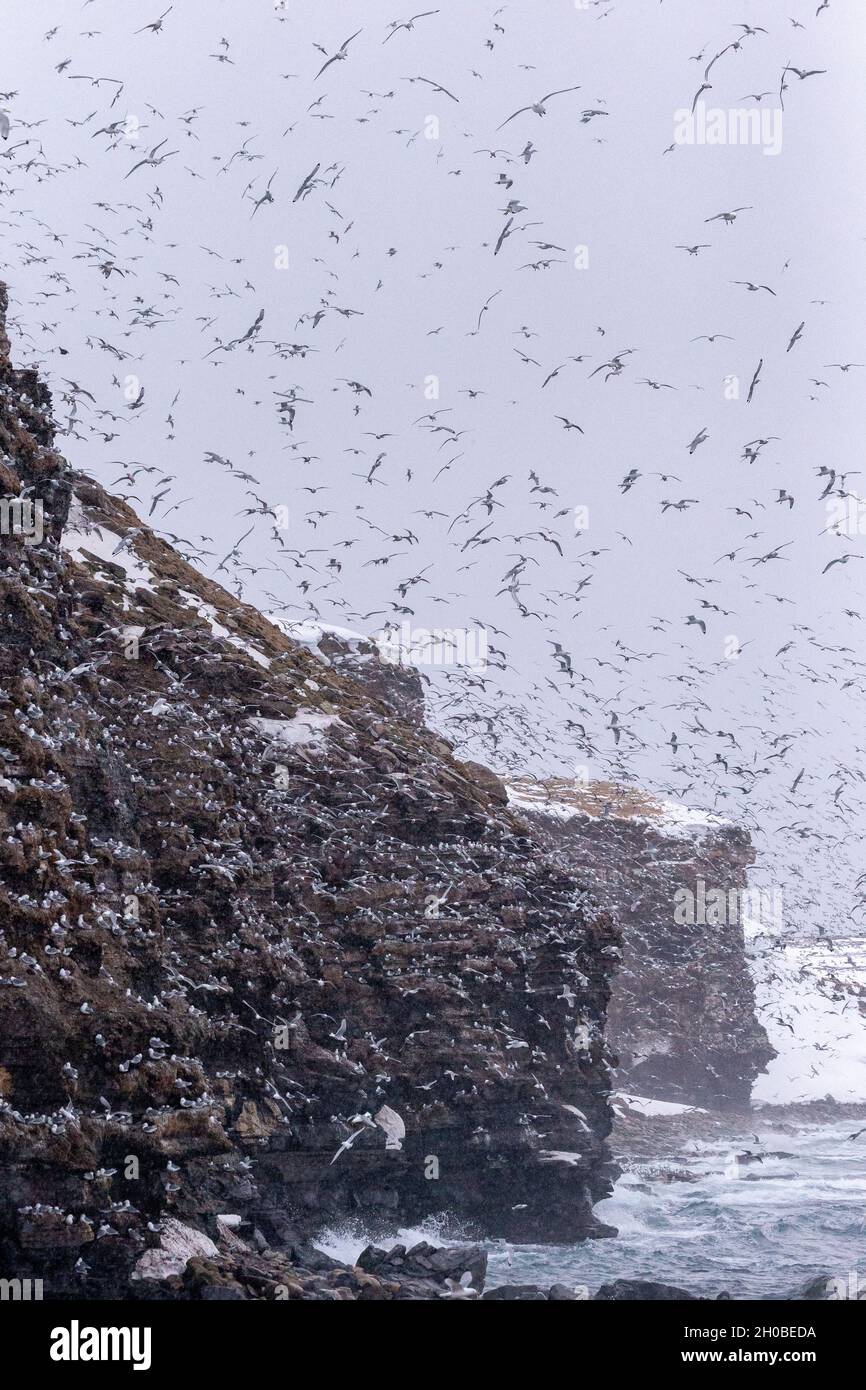 Breeding colony colonies hi-res stock photography and images - Alamy