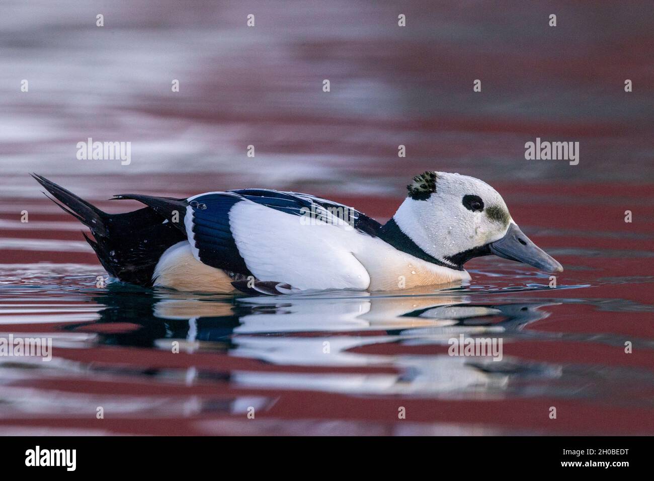 Steller's eider (Polysticta stelleri), male, Harbour of B atsfjord, B ...
