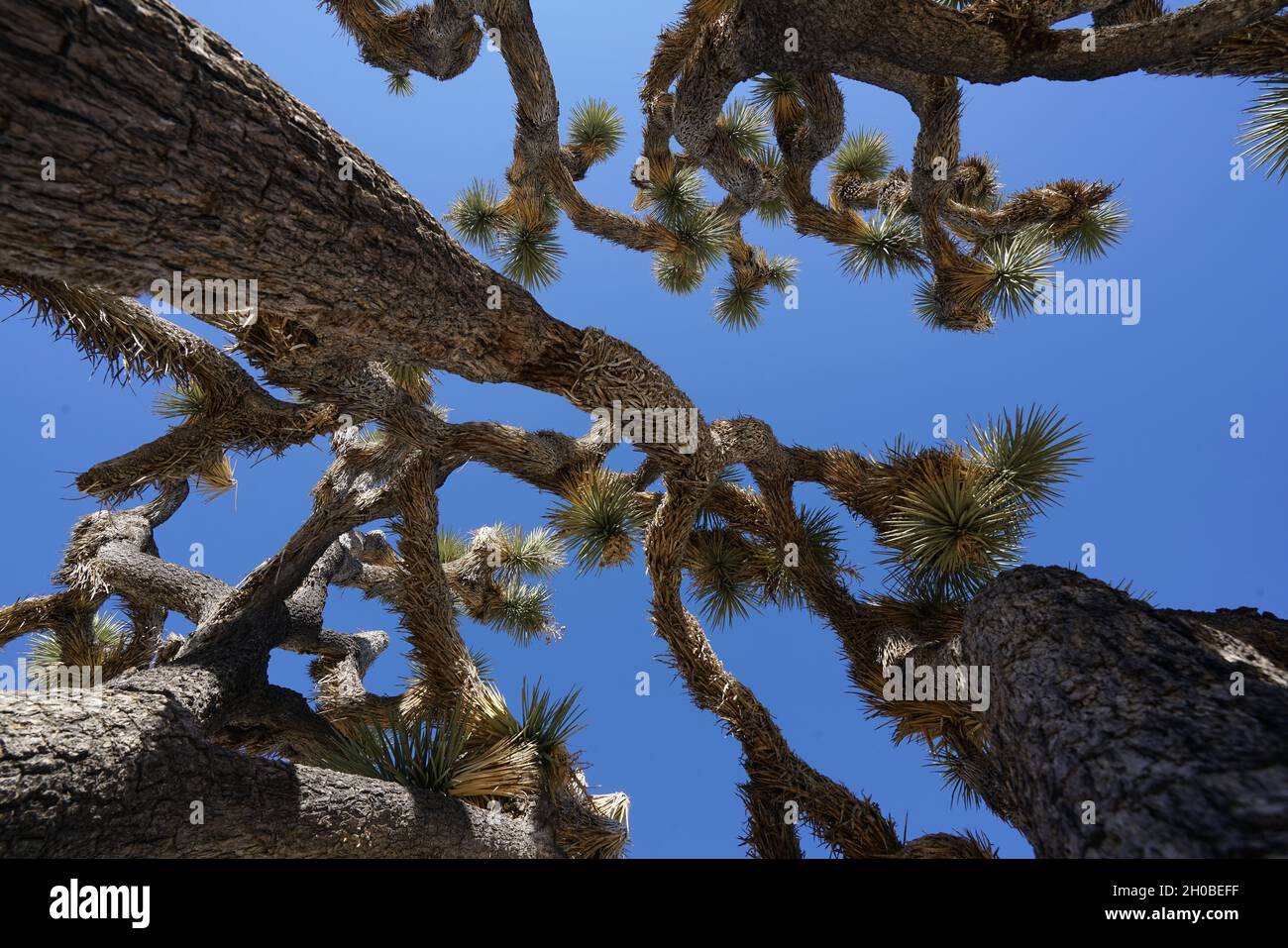 Joshua trees (yucca brevifolia) in Southern California Stock Photo - Alamy