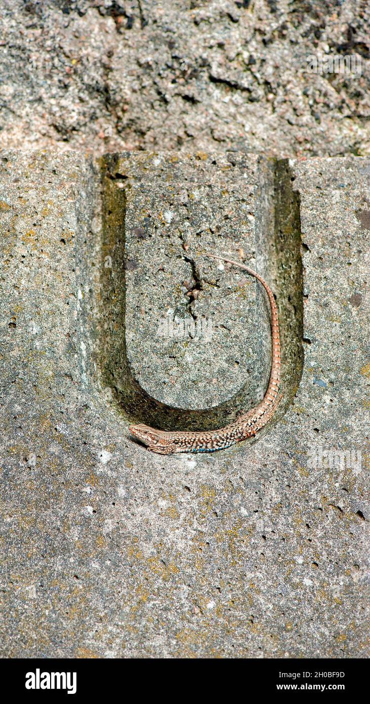 U shaped profile hi-res stock photography and images - Alamy