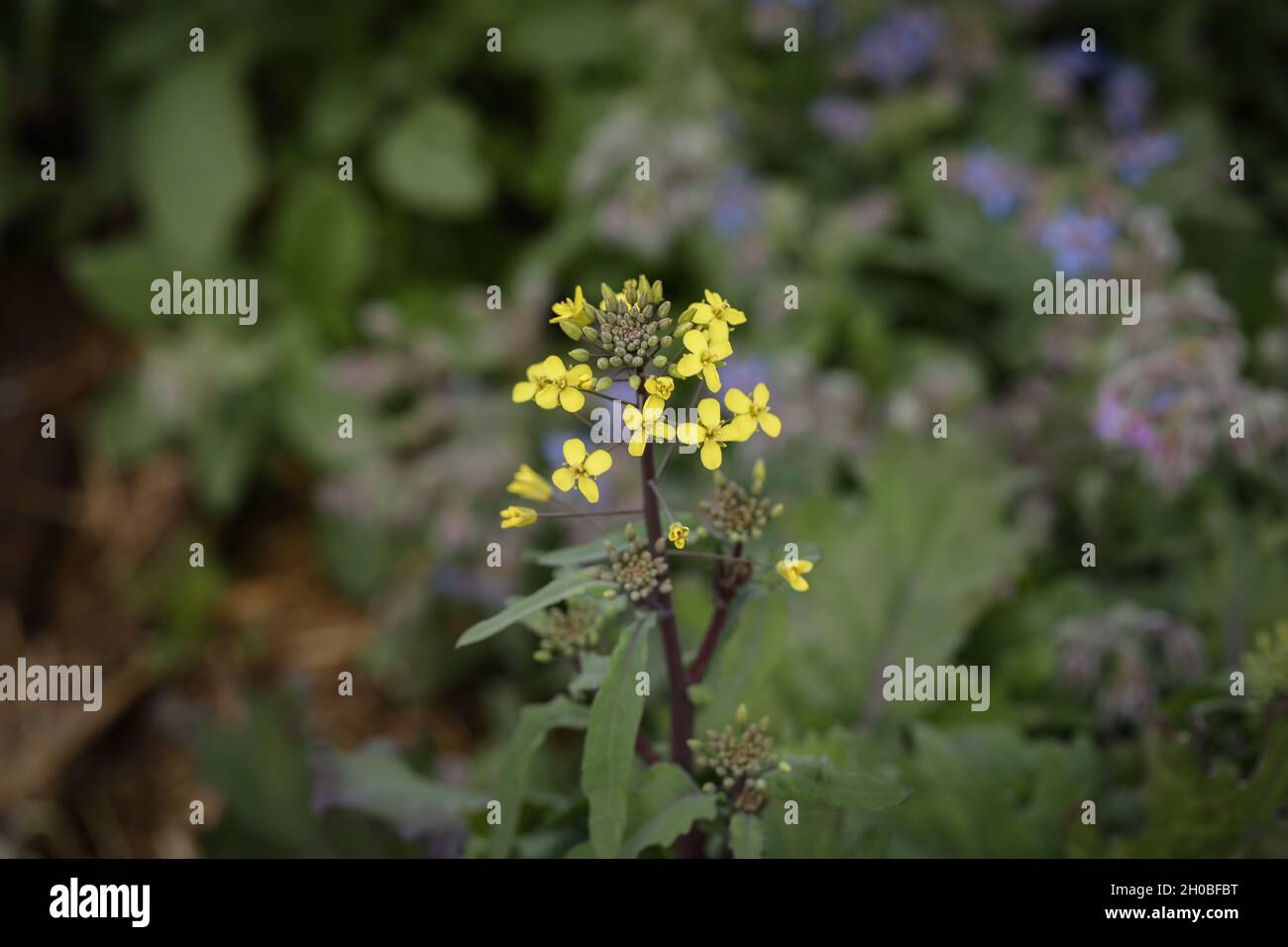 Congested seedlings hi-res stock photography and images - Alamy