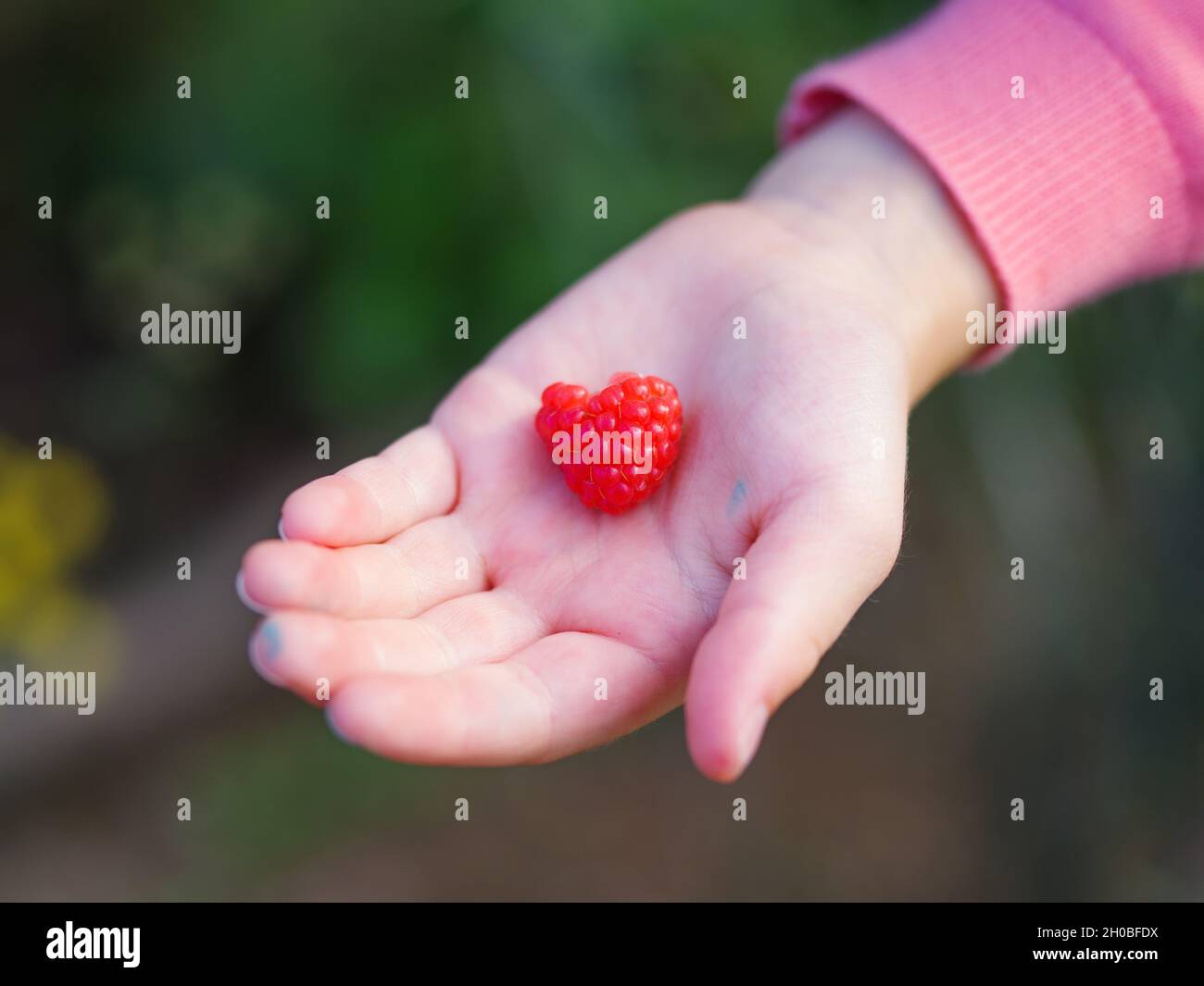 Little girl holding a freshly picked raspberry Stock Photo - Alamy