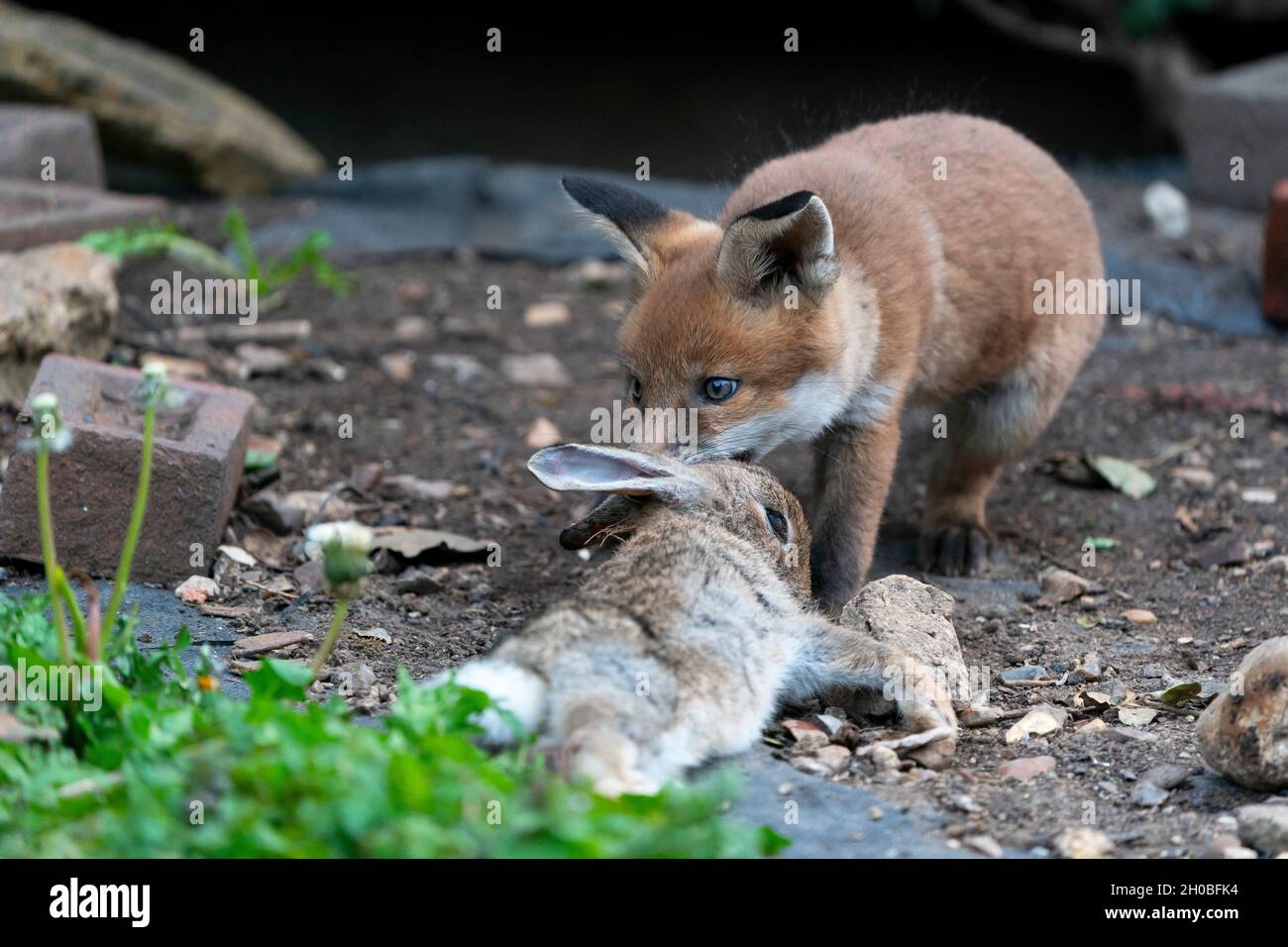 Red fox (Vulpes vulpes) cub with a prey, England Stock Photo - Alamy