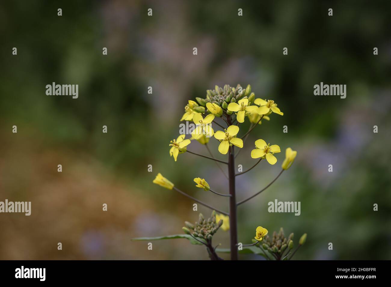 Congested seedlings hi-res stock photography and images - Alamy