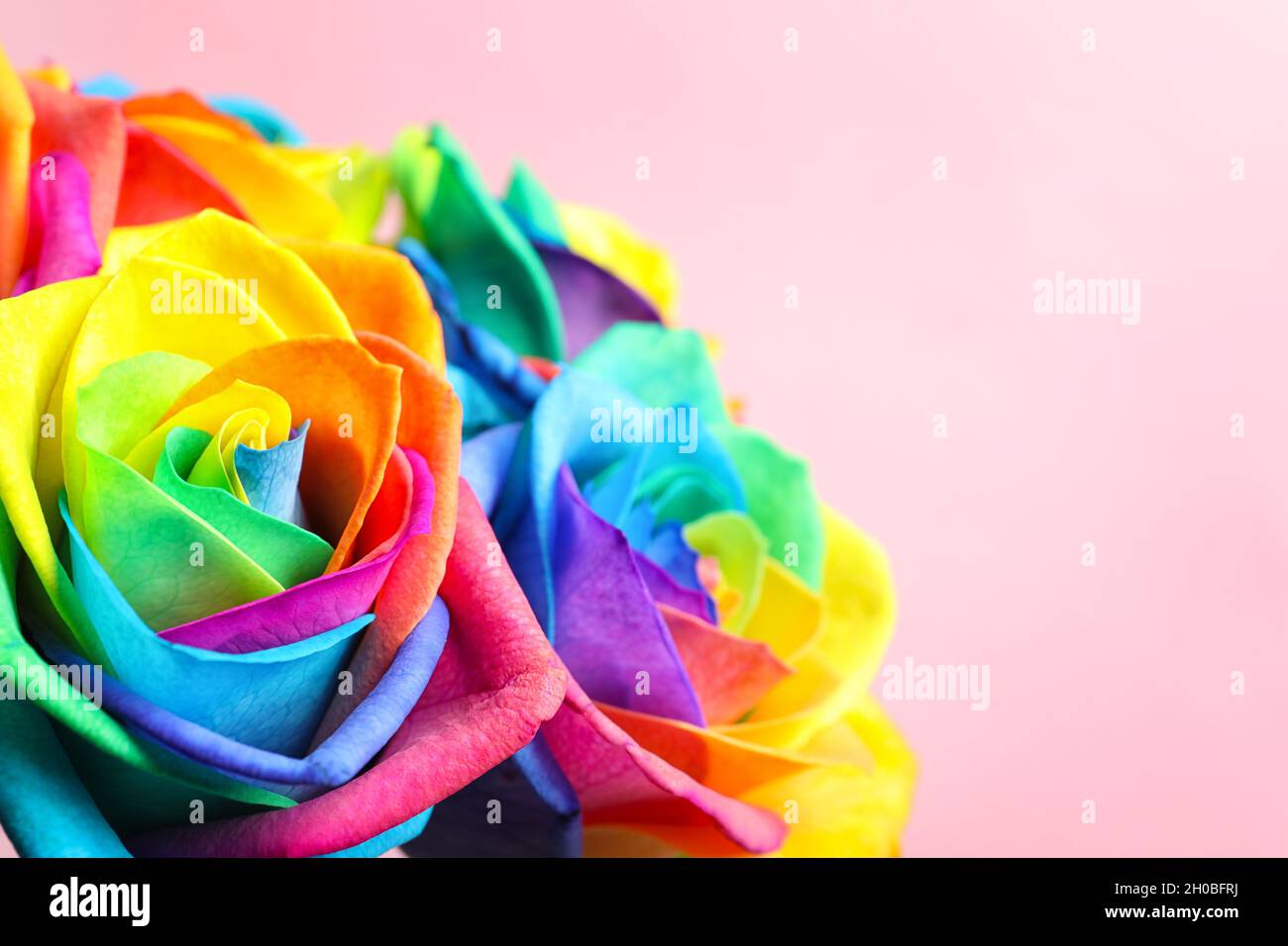 Amazing rainbow rose flowers on color background Stock Photo - Alamy