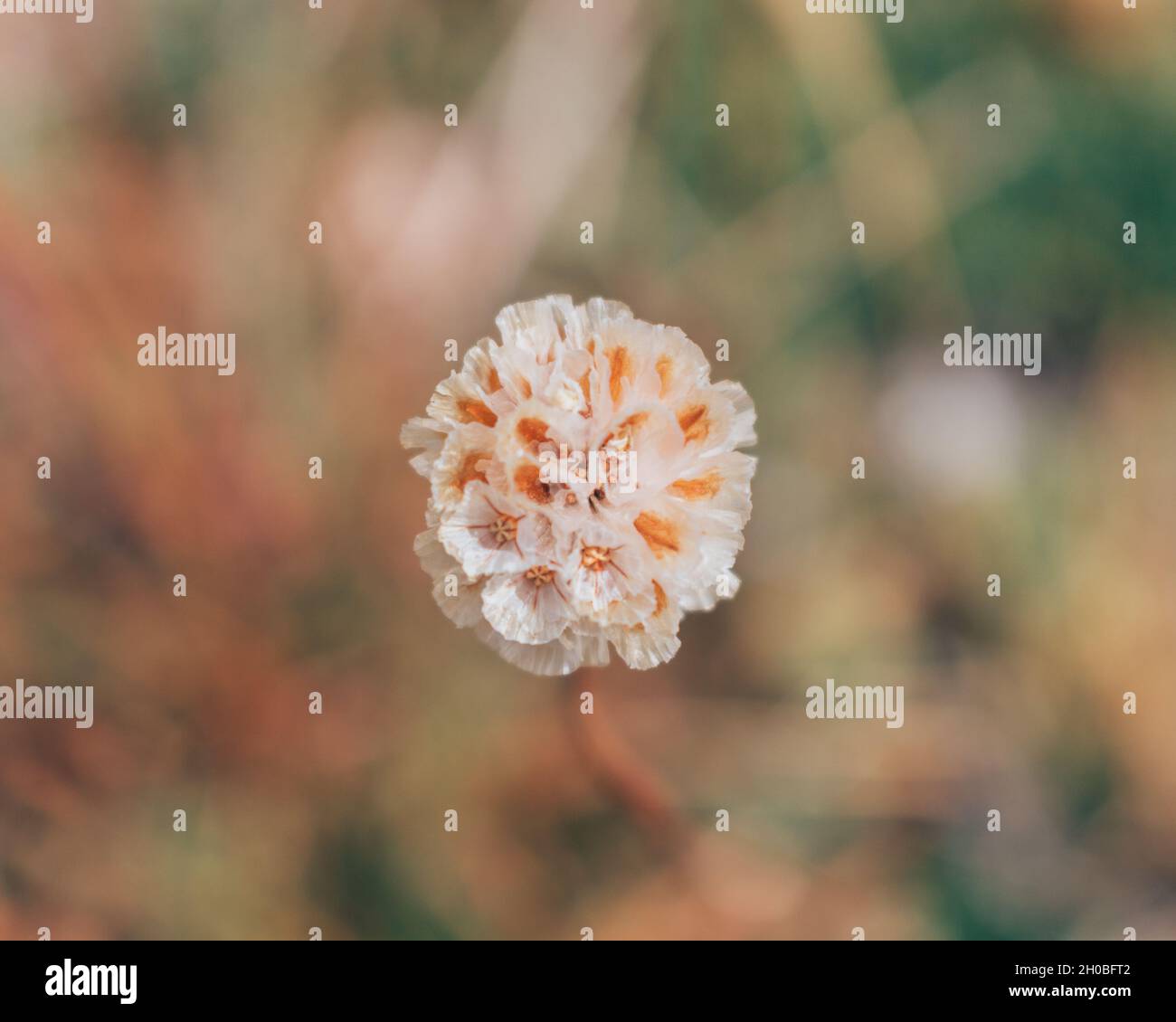 Scenic view of a colorful flower bud on a blurred background Stock ...