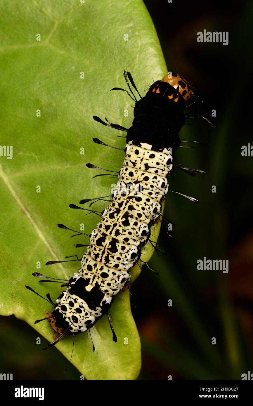 Madagascan Sunset Moth