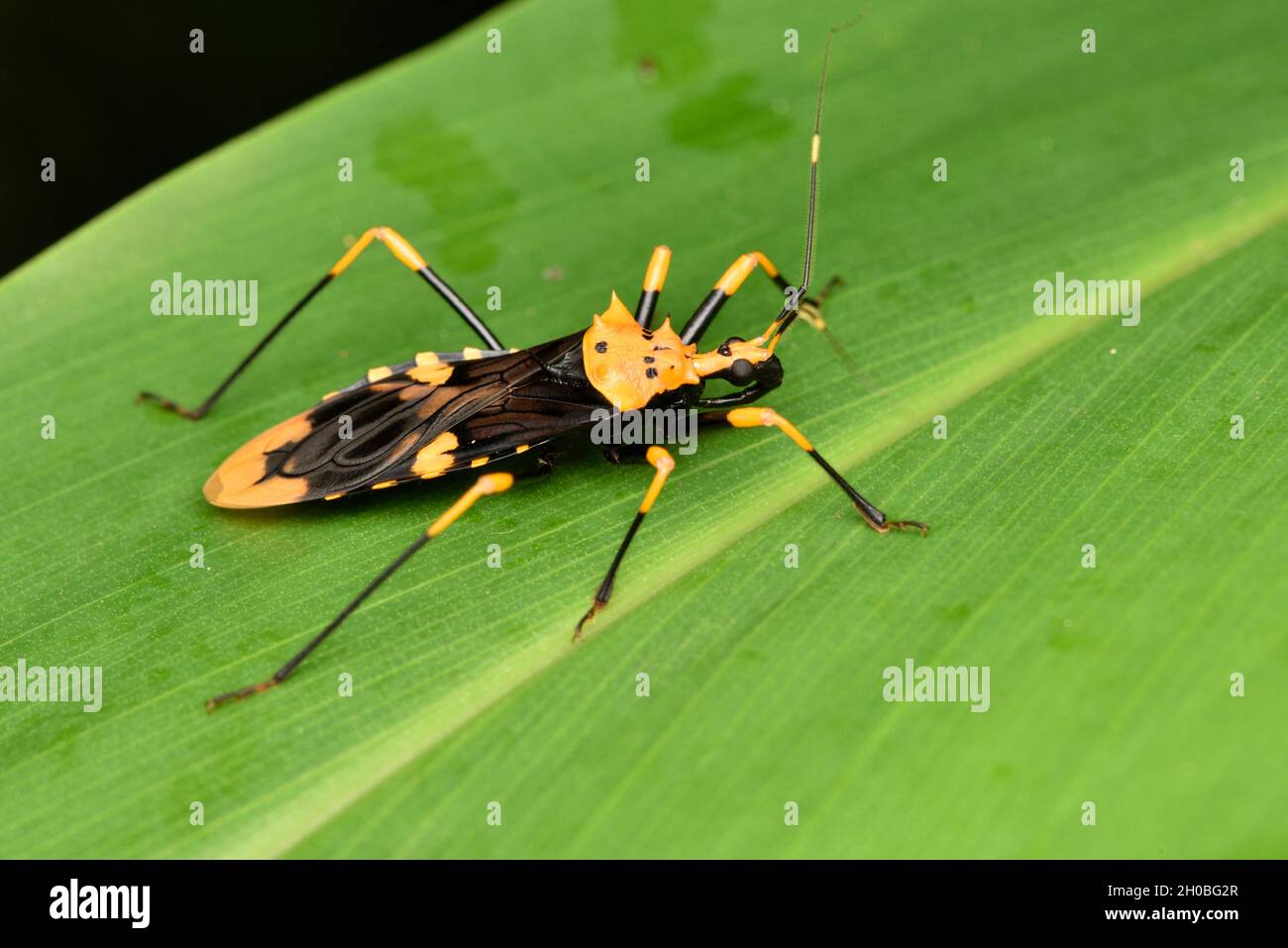 Assassin bug (Reduviidae sp) on a leaf, Andasibe (Perinet), Alaotra ...