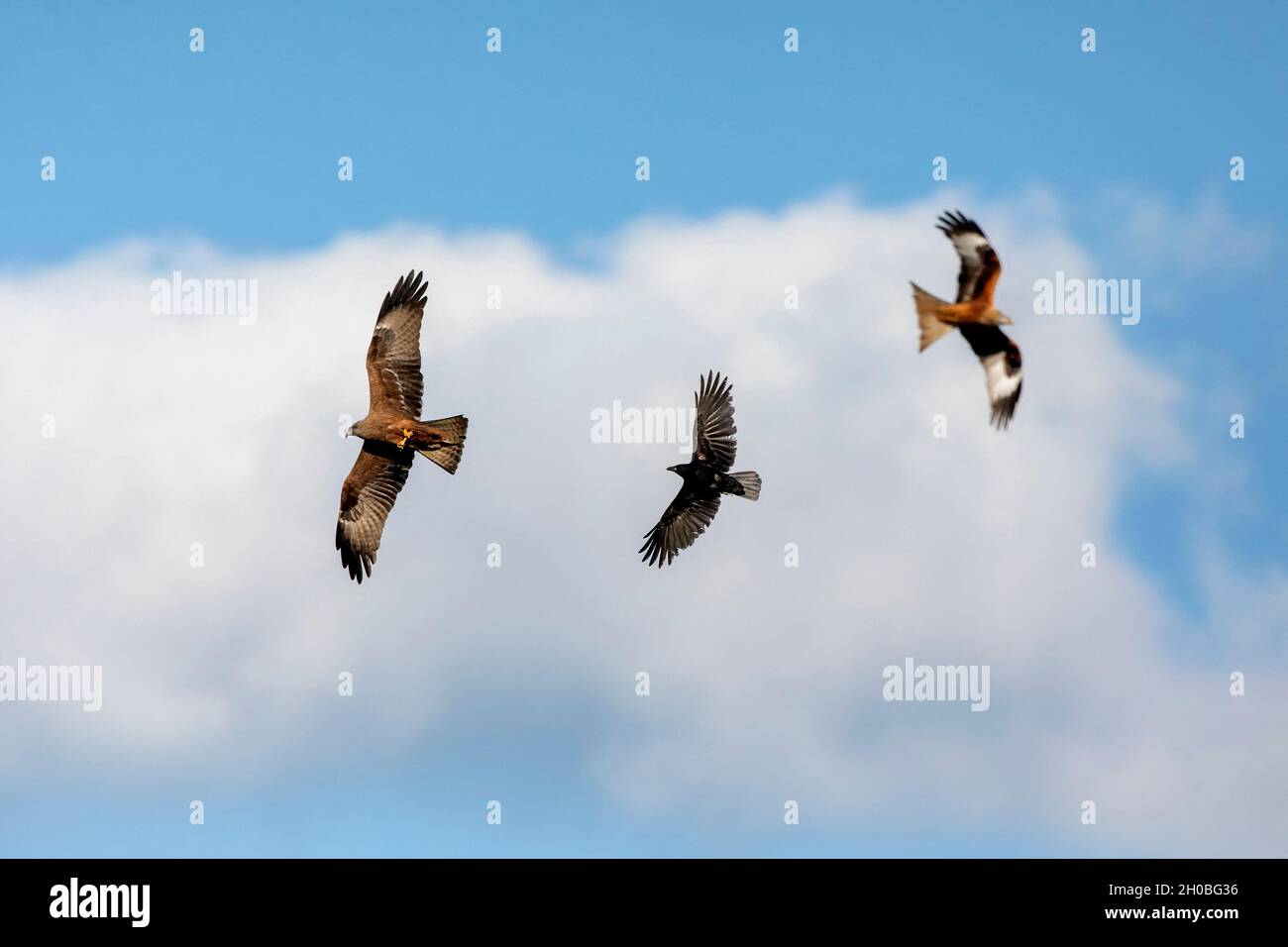 Black Kite (Milvus migrans) and Common Crow (Corvus coroe) chasing each other in flight over a ...