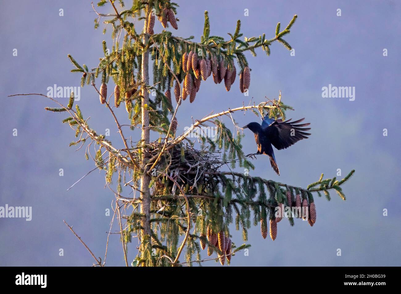 Carrion crow landing hi-res stock photography and images - Alamy