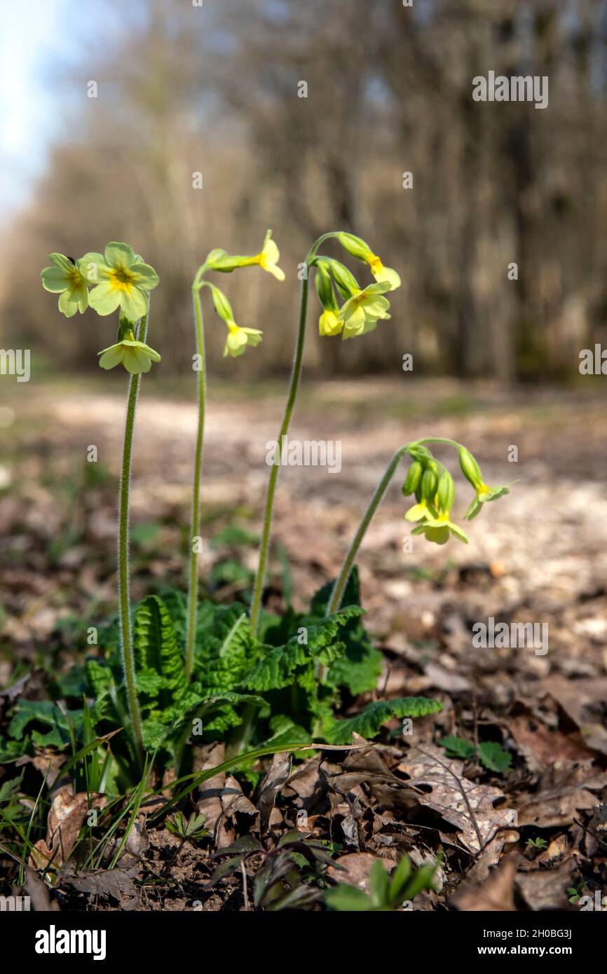 Cowslip primrose (Primula officinalis) Group of 4 flowering plants in ...