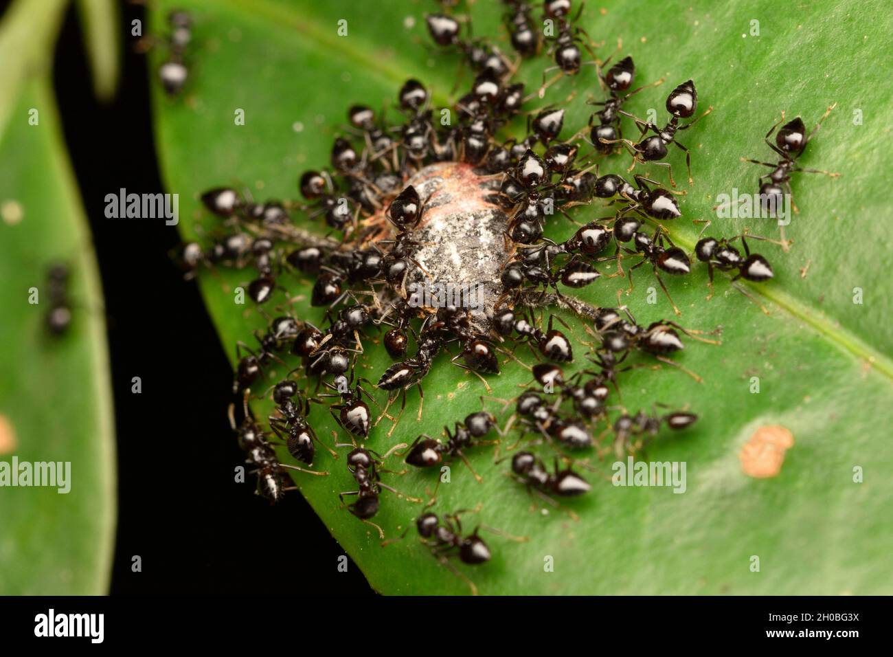 Ants (Formicidae sp) attacking a dead insect, Andasibe (Perinet ...