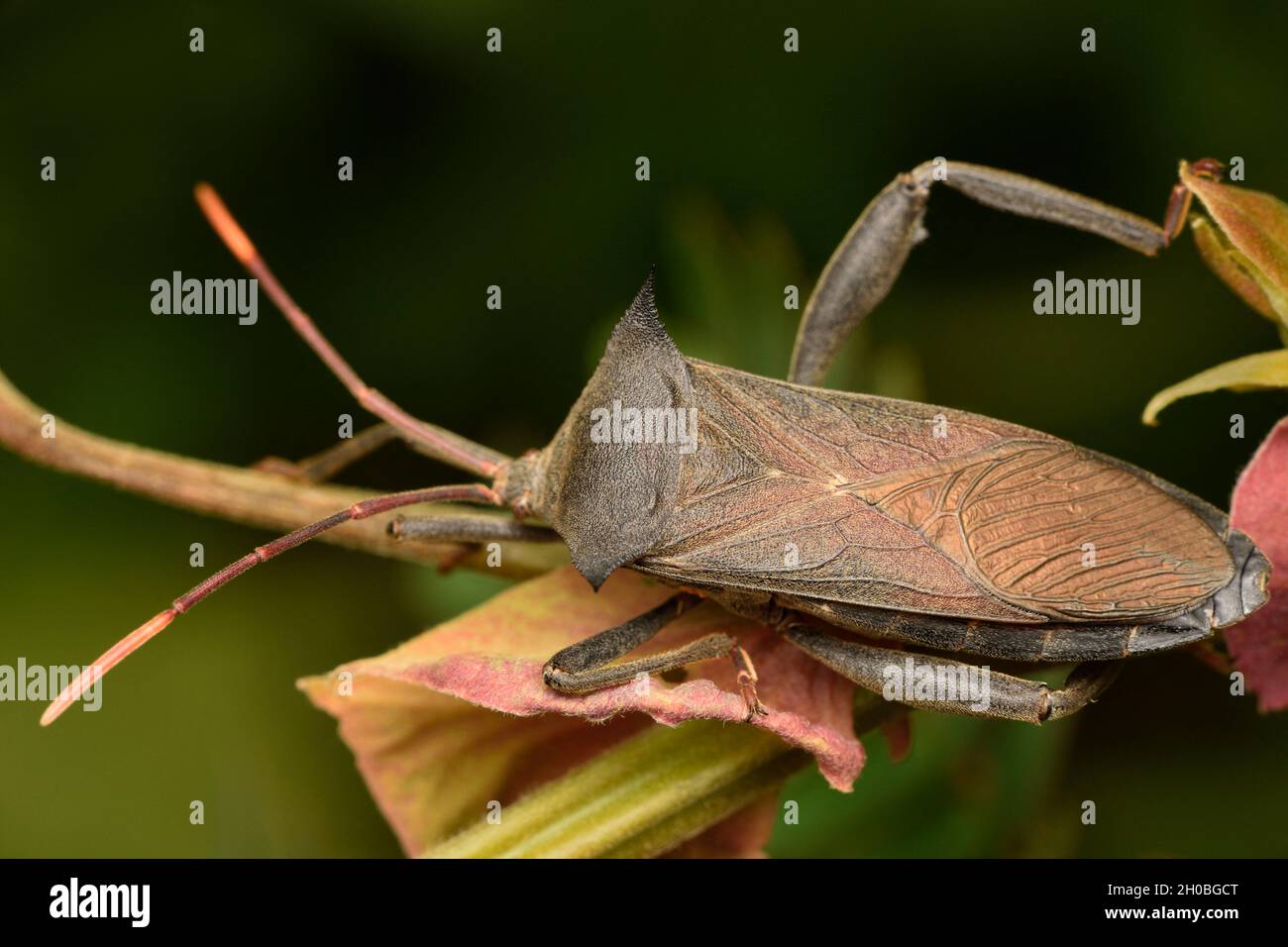Leaf footed bug anoplocnemis madagascariensis hi-res stock photography ...
