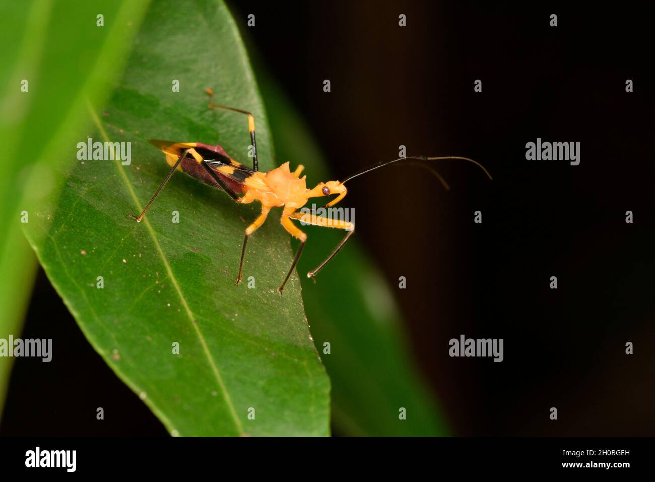 Assassin bug (Reduviidae sp) on a leaf, Andasibe (Perinet), Alaotra ...