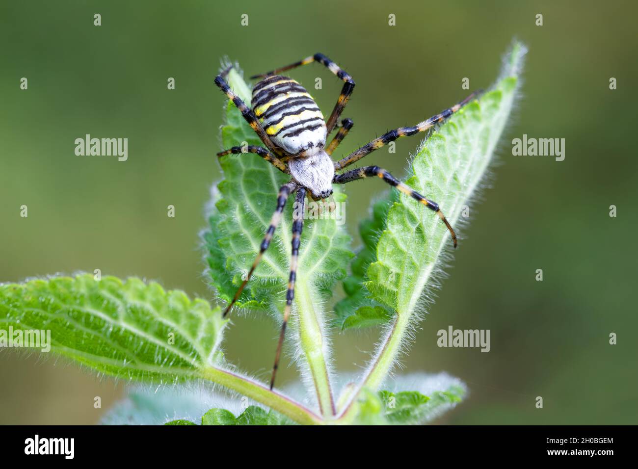 Invasive spiders hi-res stock photography and images - Alamy