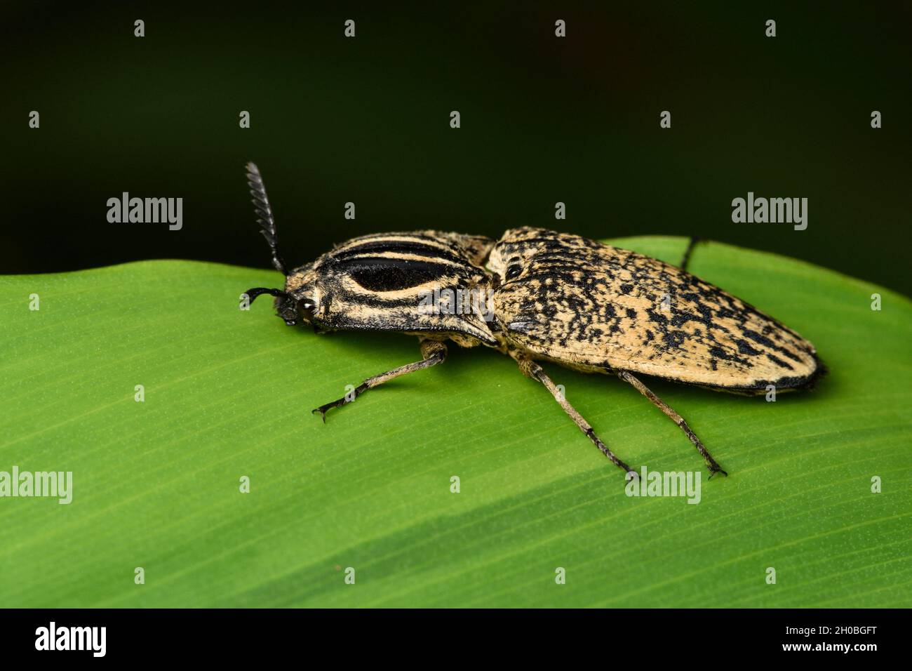 One-Eyed Madagascar click beetle (Lycoreus corpulentus) on a leaf ...