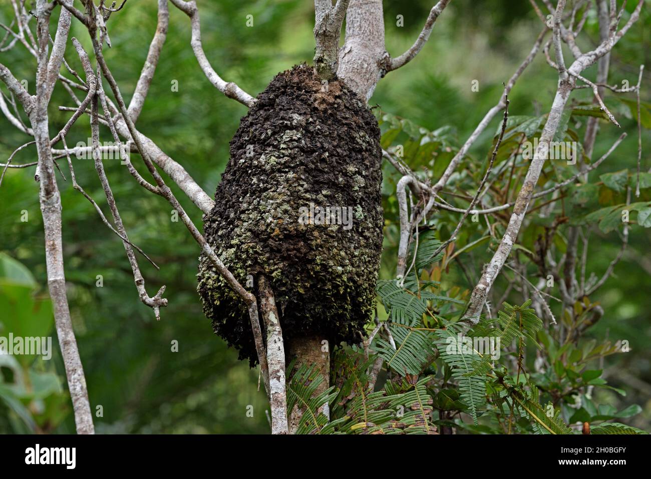Ant (Formicidae sp), Anthill in a tree in a tropical rainforest tree ...