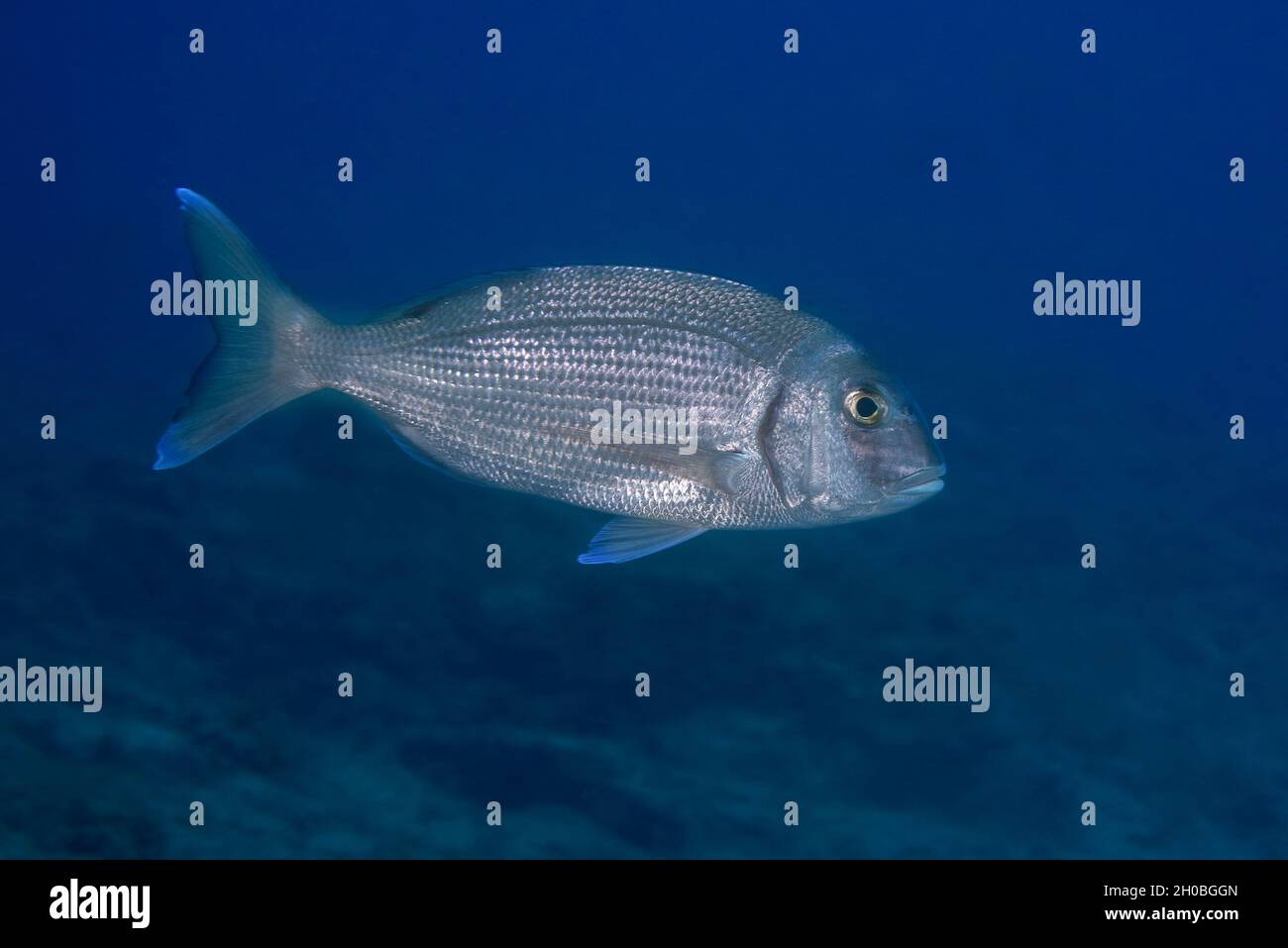 Common seabream (Pagrus pagrus), Tenerife. Fish of the Canary Islands ...