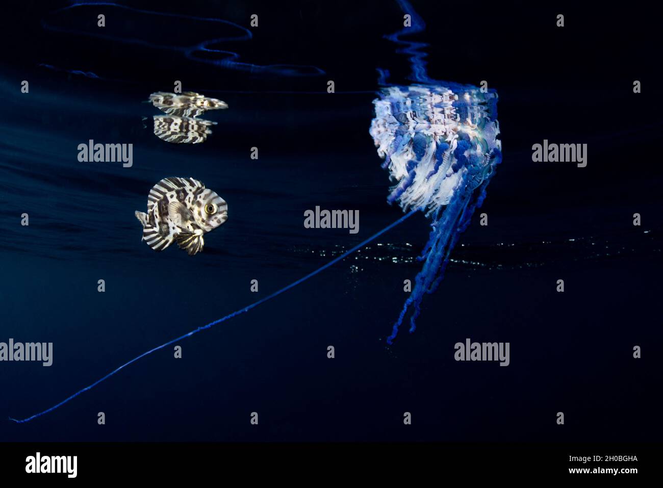 Symbiosis fish hi-res stock photography and images - Alamy