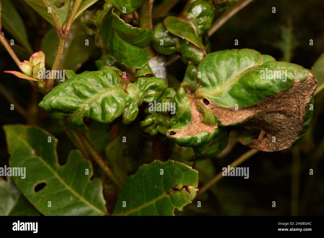 Small anthill (Formicidae sp) constructed of soil and cellulose and ...