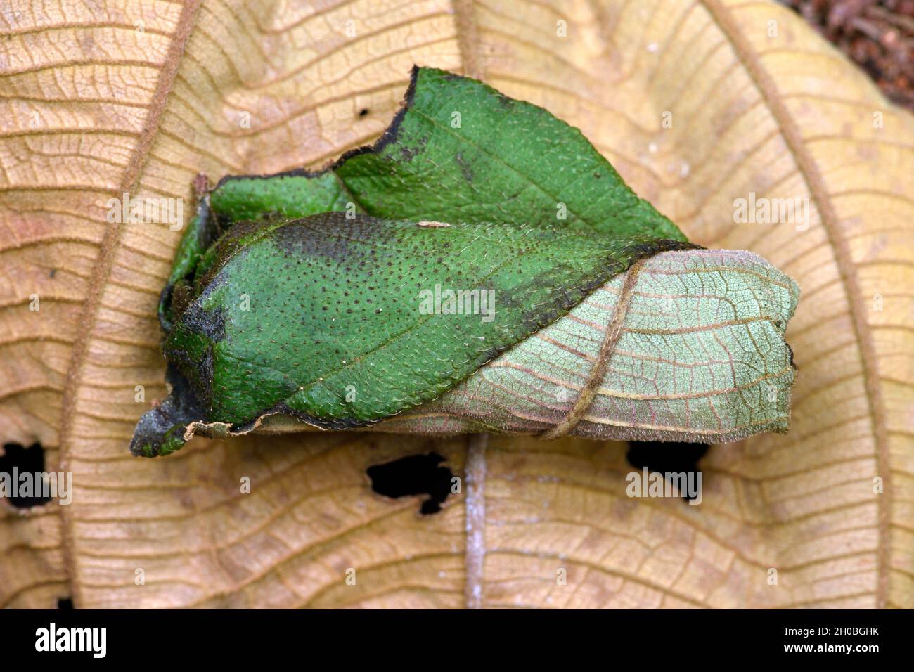 Giraffe-necked weevil (Trachelophorus giraffa) nest, the female has ...
