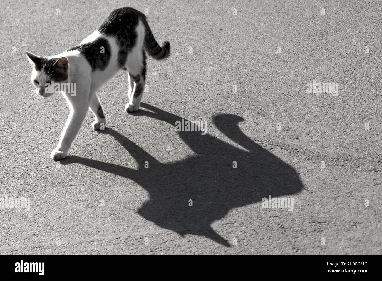 Cat road shadow hi-res stock photography and images - Alamy