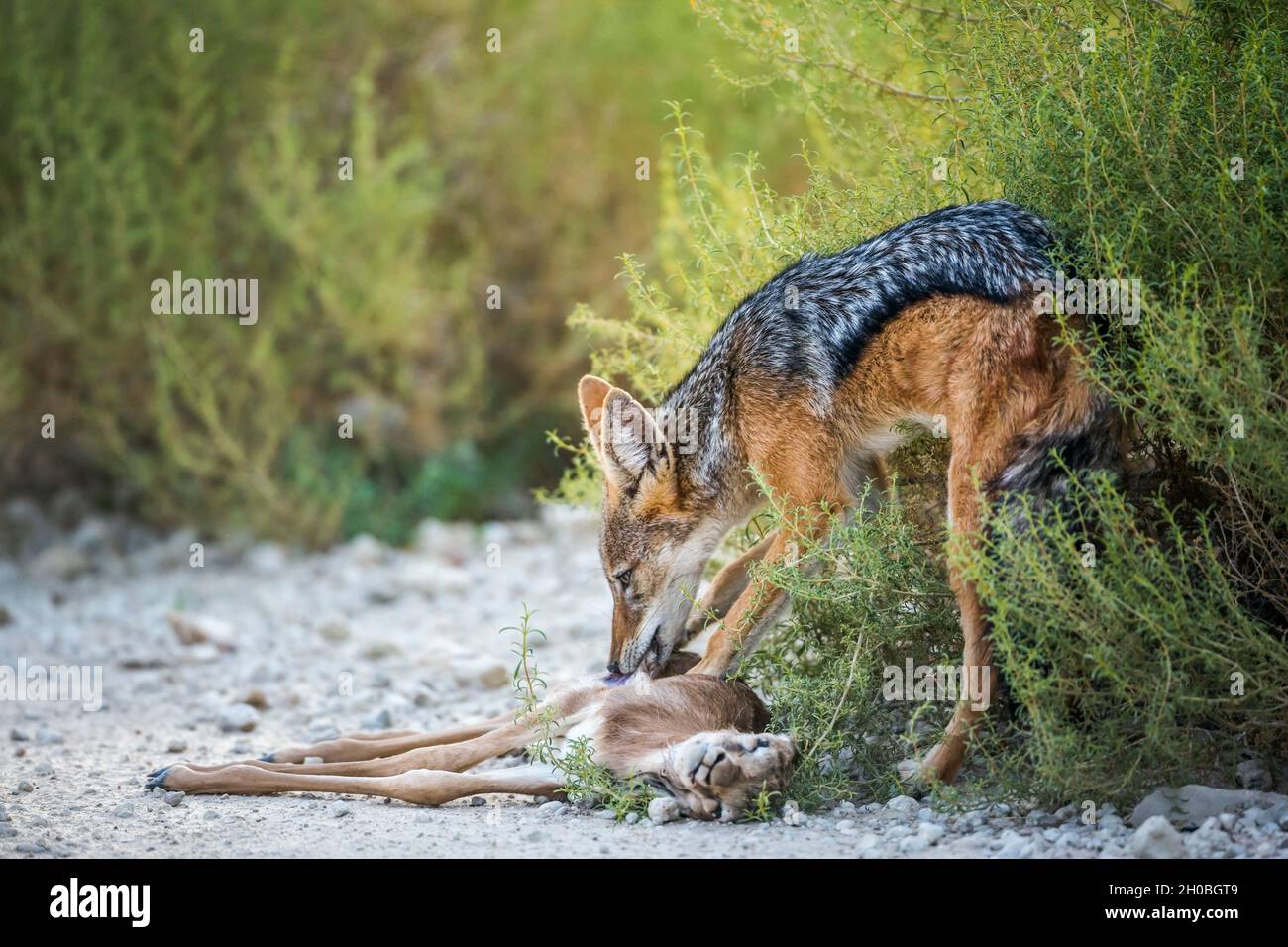 Black backed jackal eating his prey in Kgalagadi transfrontier park ...
