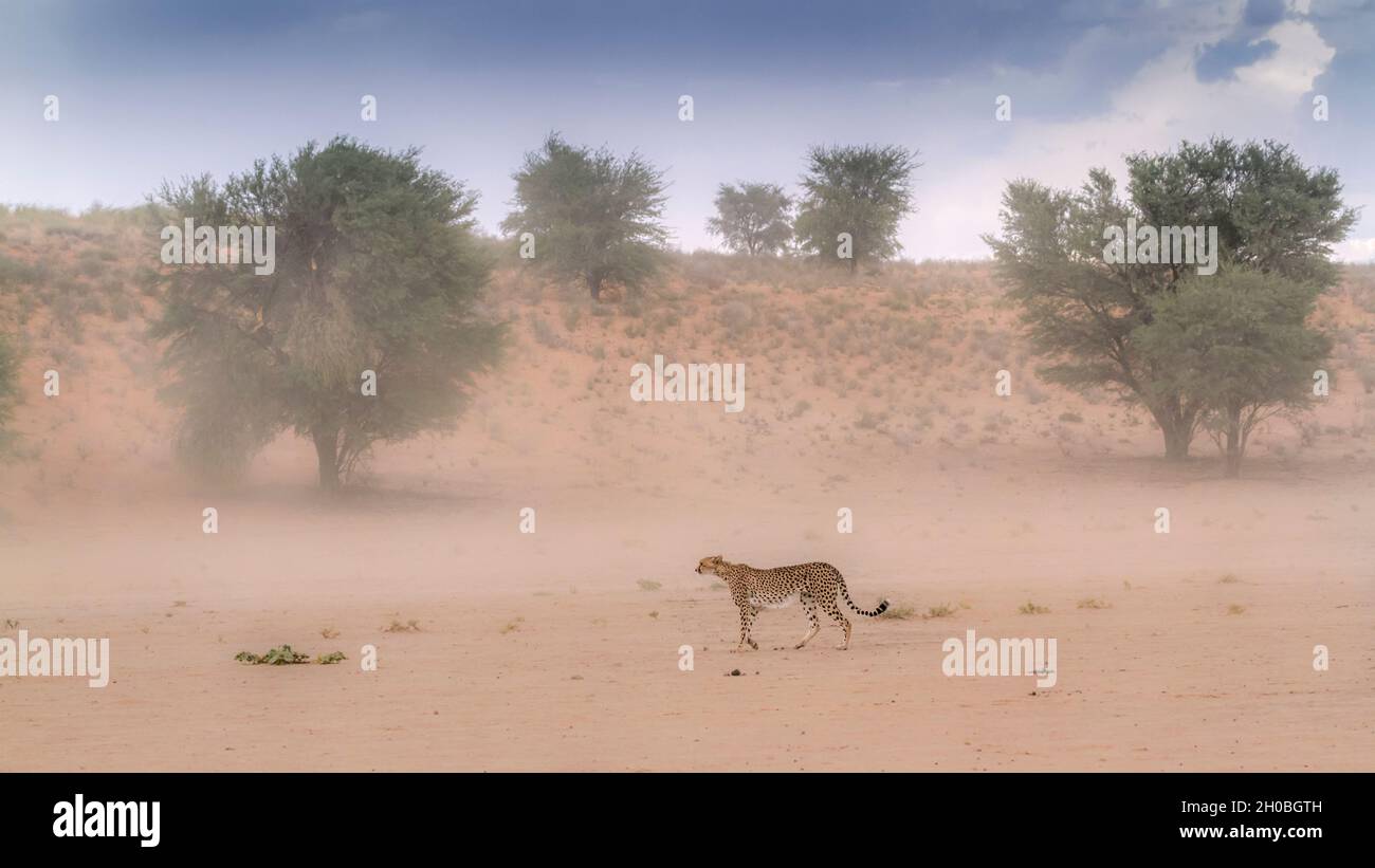 Cheetah (Acinonyx jubatus) walking in sand storm in Kgalagadi ...