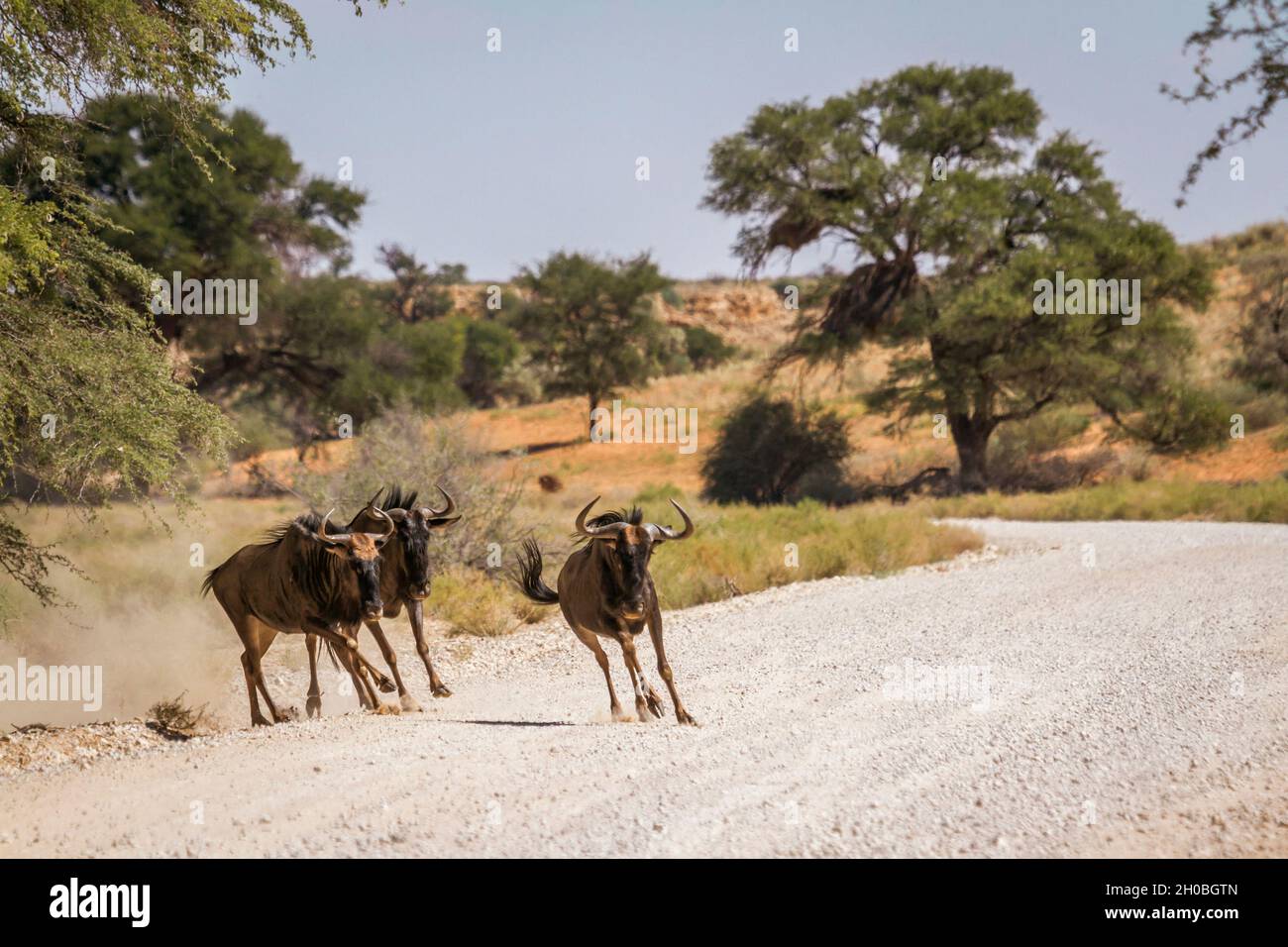 Blue Wildebeest Running High Resolution Stock Photography and Images ...