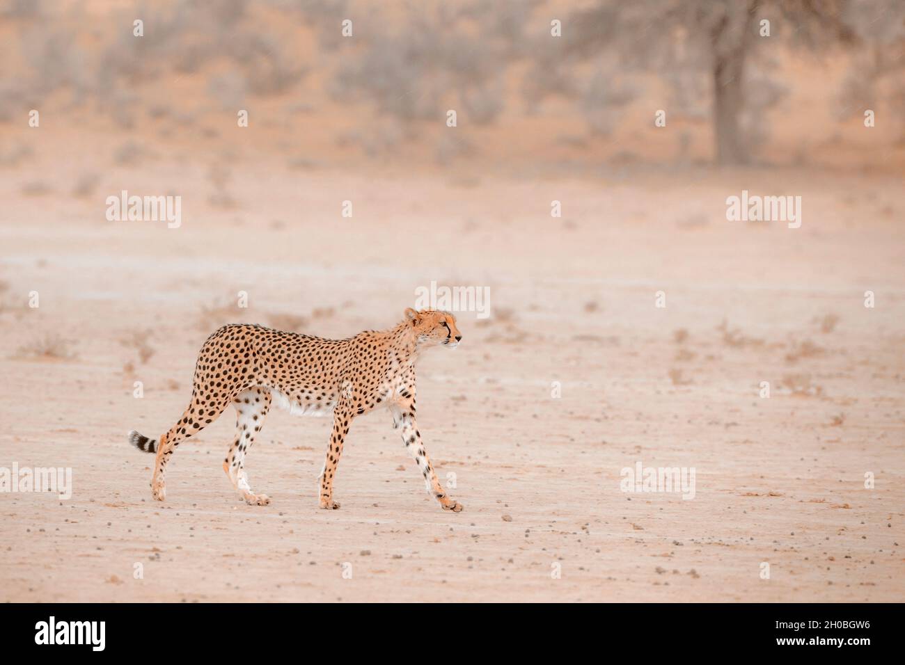 Dust and sandstorms hi-res stock photography and images - Alamy