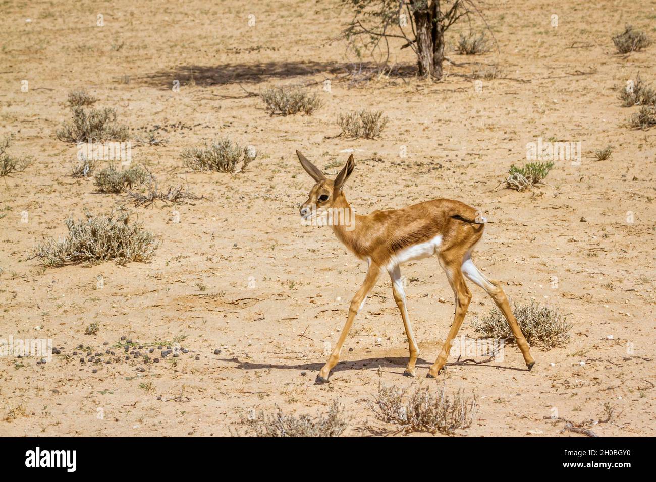 Springbok calf waking in dry land in Kgalagari transfrontier park ...