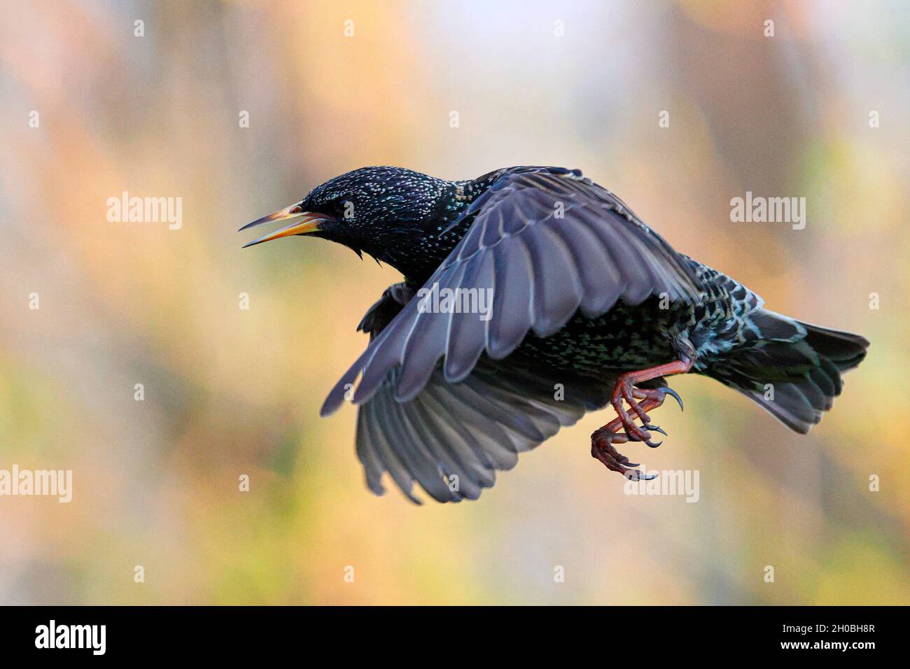 Single starling flight hi-res stock photography and images - Alamy