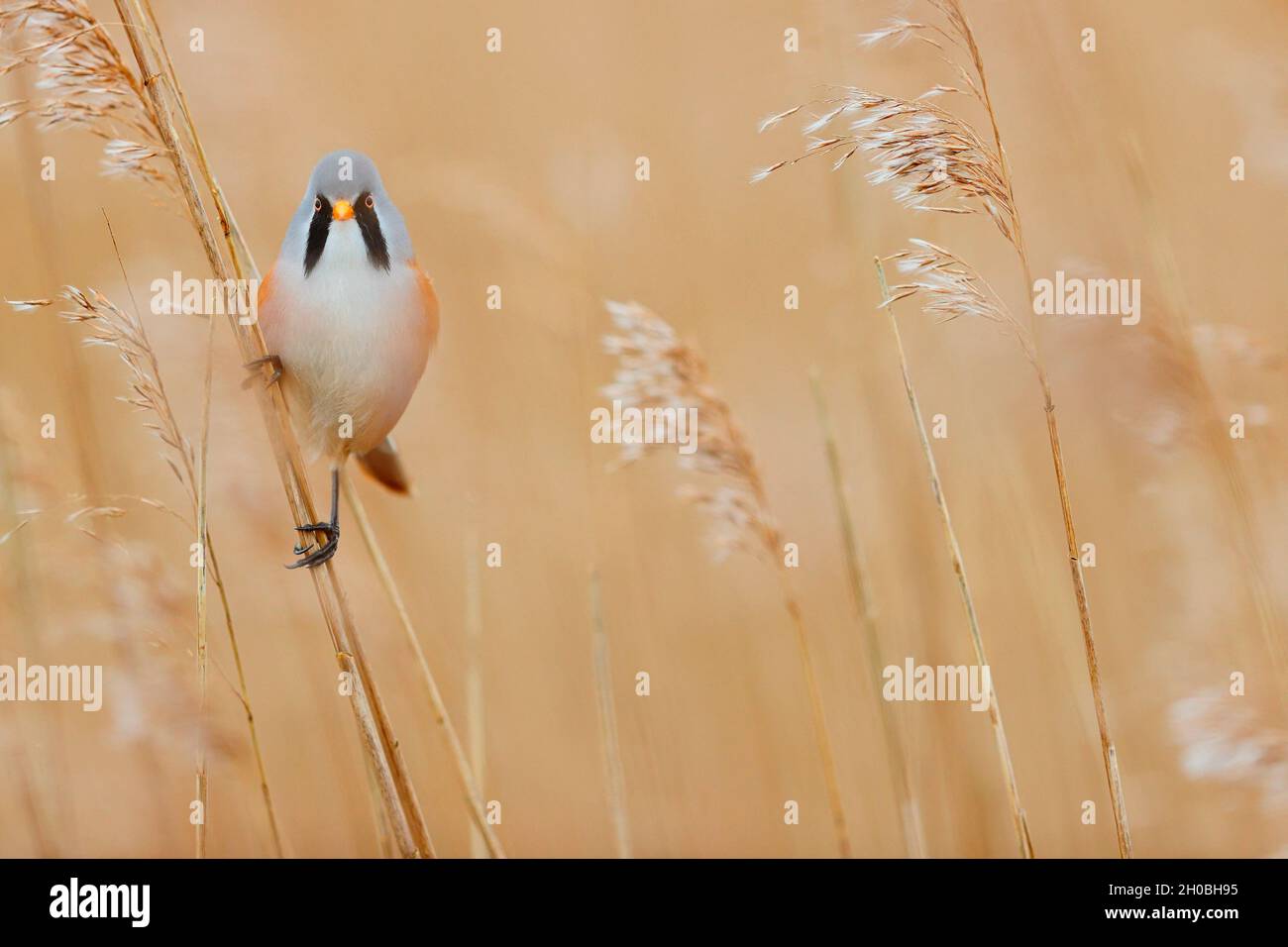 Bearded reedling (Panurus biarmicus) in a reedbed, Baie de Somme ...