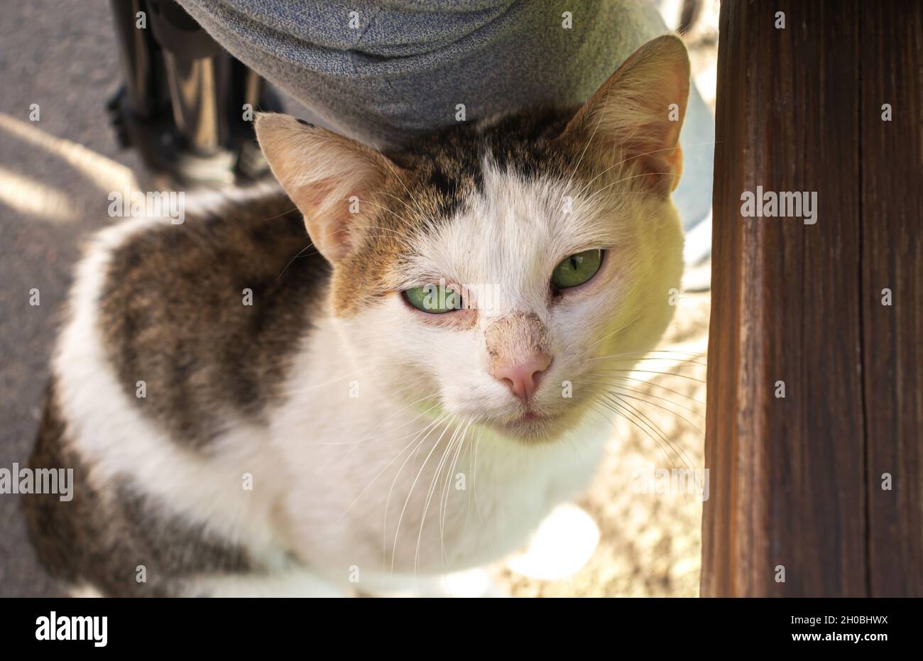 Stray cat portrait. Homeless cat ask to food. Lonely and poor animals ...