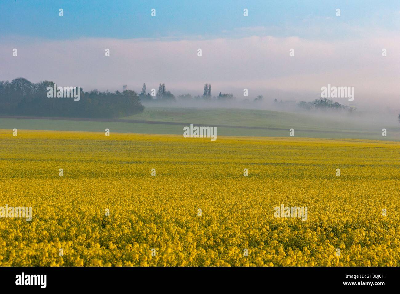 rapeseed cultivation, field crops, agricultural land, Senlis region ...