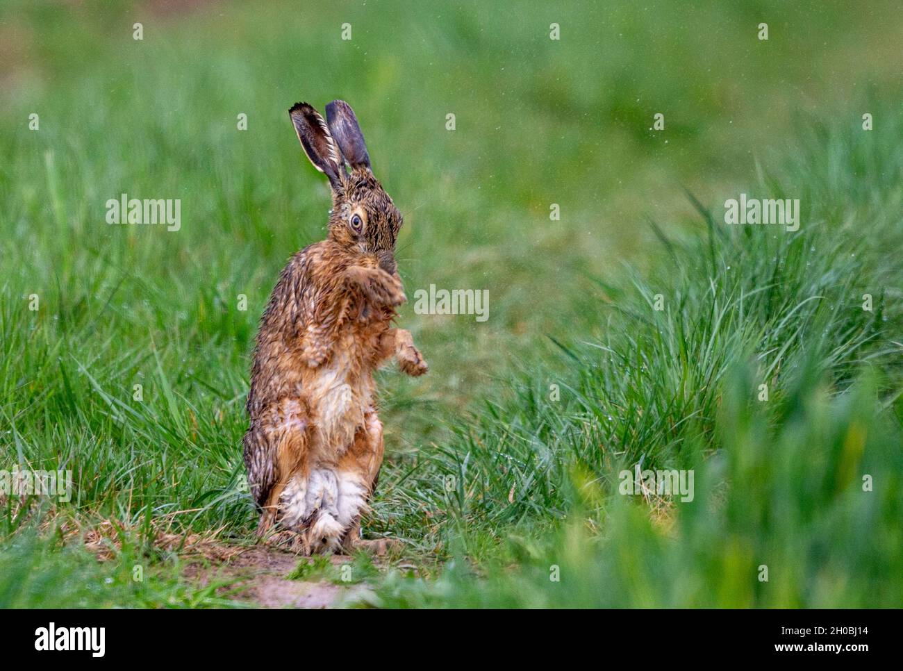 European hare (Lepus europaeus), at the time of reproduction, in the ...
