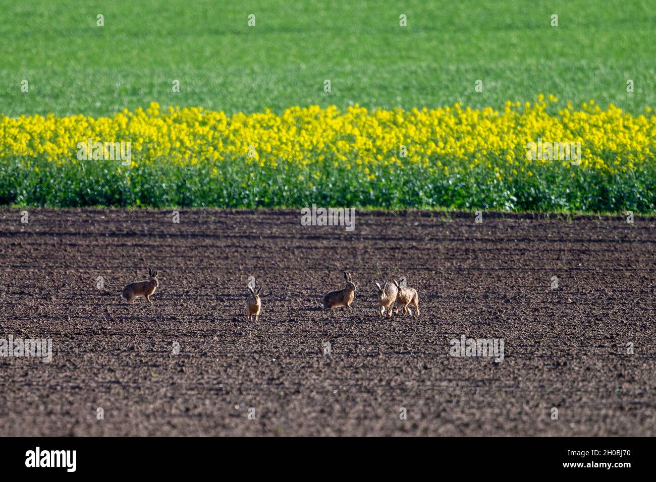 European hare (Lepus europaeus), at the time of reproduction, in the ...