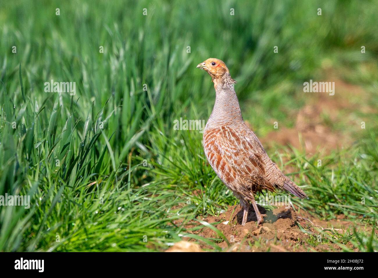Gray Partridge (Perdix perdix), at the time of reproduction, in a wheat ...